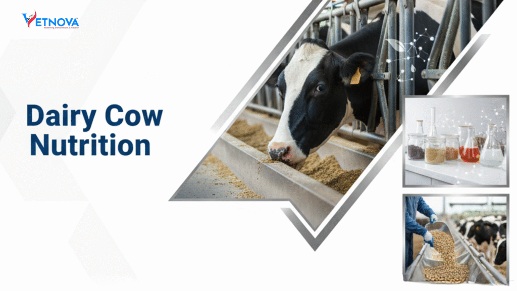 Dairy Cow Nutrition: How to Feed and Balance the Diet Properly