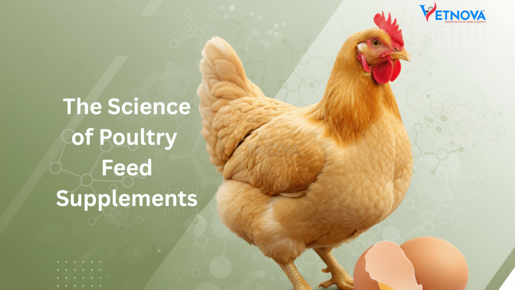 Peak Performance: The Science of Poultry Feed Supplements