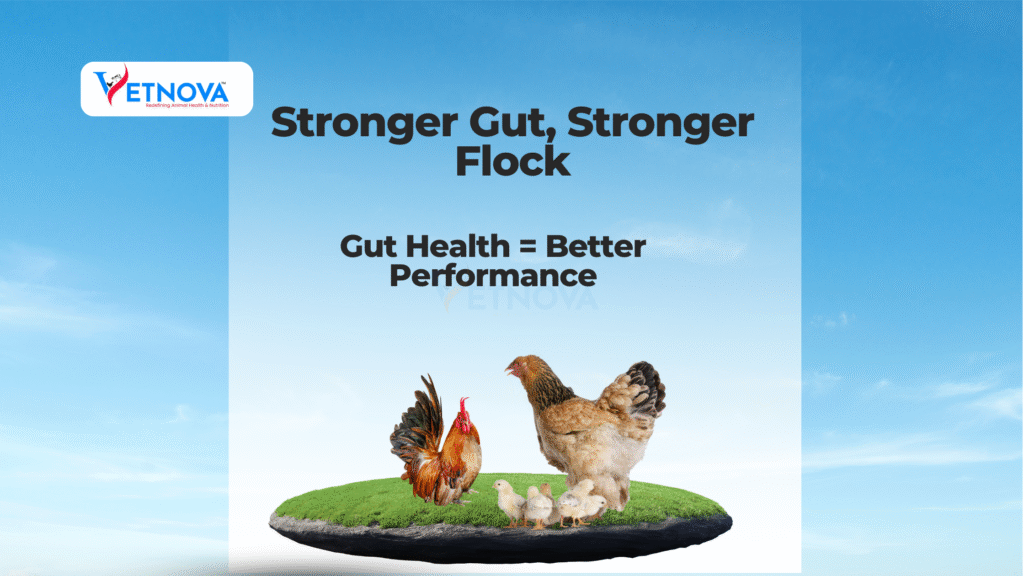 Poultry Gut Health Guide: Causes, Impact & Proven Solutions